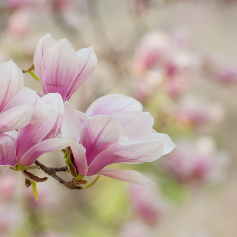 Magnolia Flowers: Types, Care Tips, And Symbolism