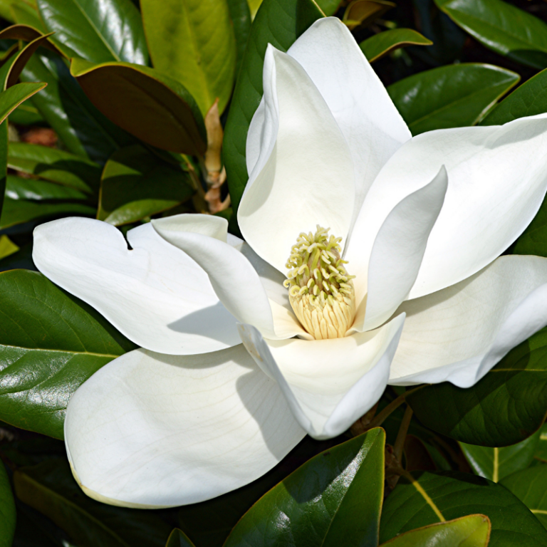 Magnolia Flowers: Types, Care Tips, And Symbolism