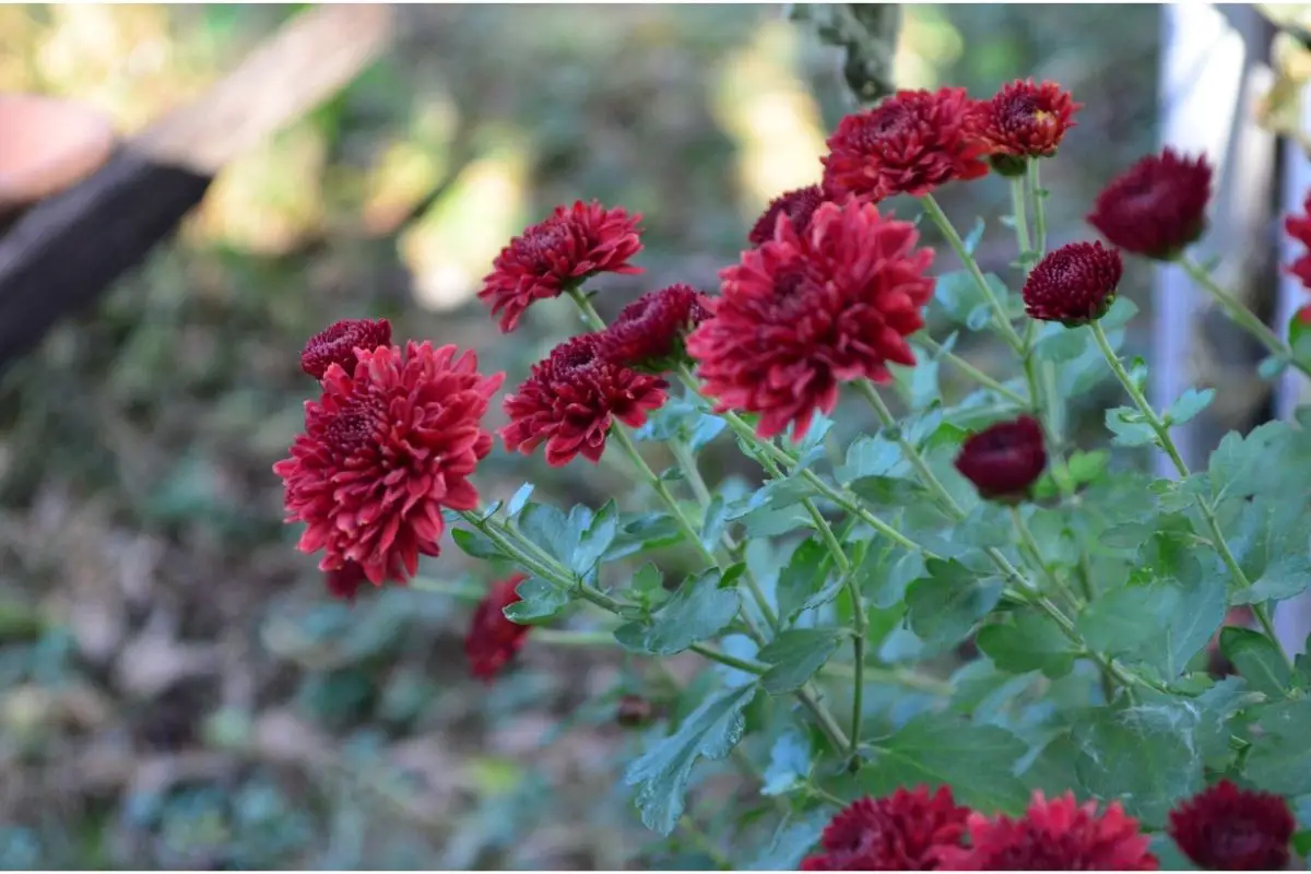 How Often You Should Water Your Mums? A Complete Guide