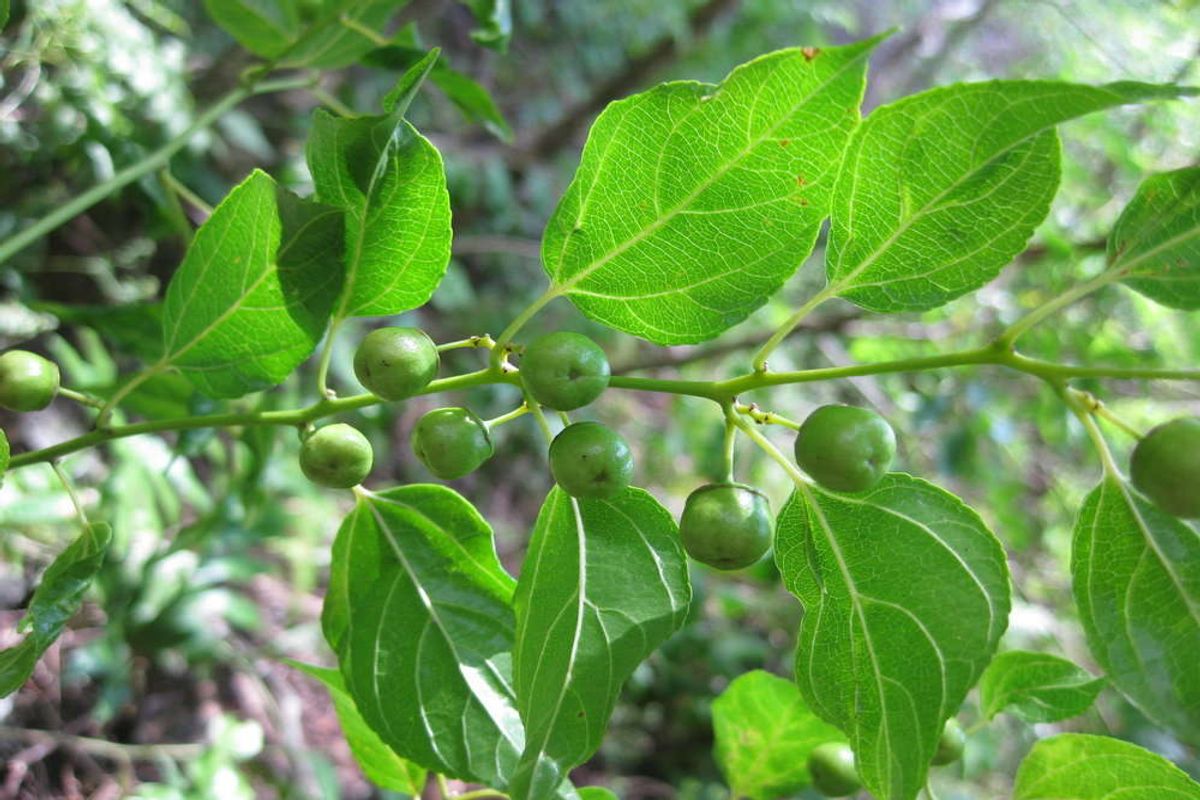 Types Of Mexican Trees: Exploring Native Varieties