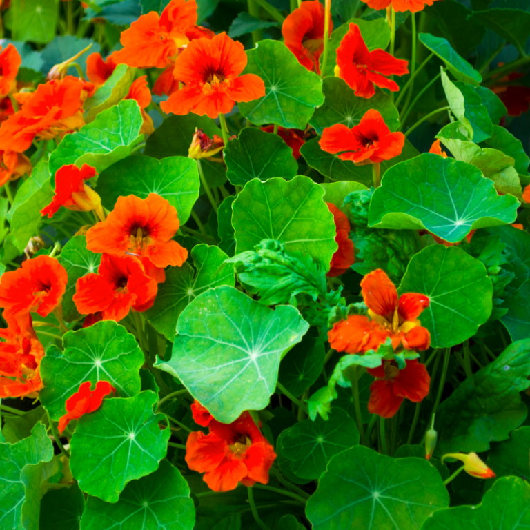Amber Plants I A Complete Directory