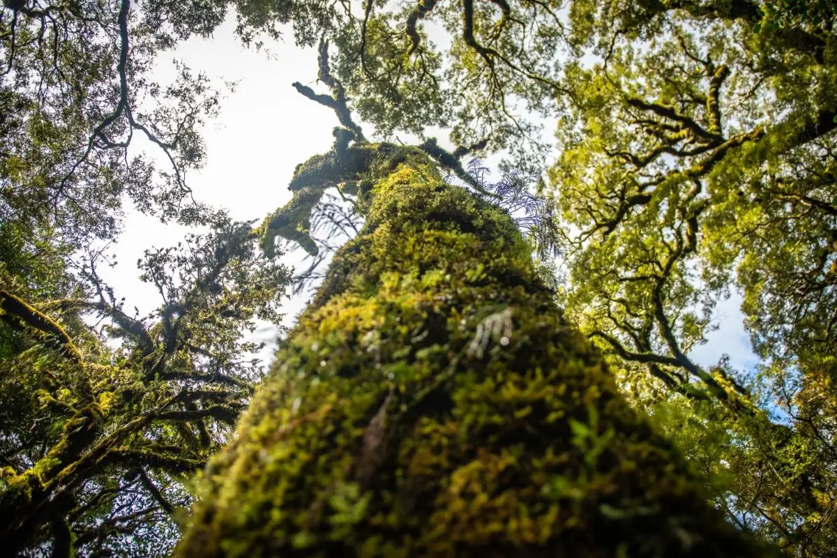 Types of New Zealand Trees | Identification and Characteristics