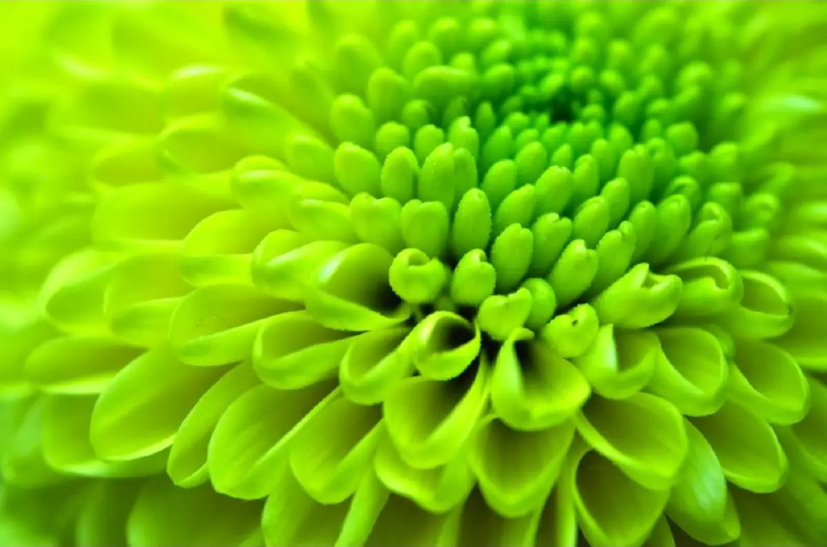 Neon Green Flowers: Varieties, Symbolism And Growing Tips