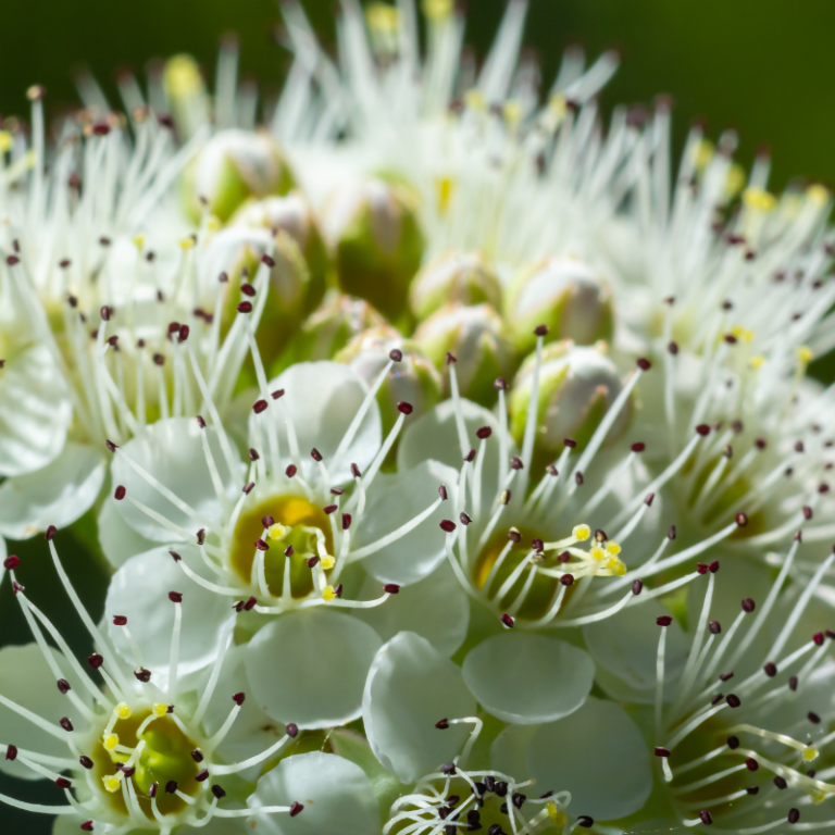 18 Beautiful Light Green Plants (With Pictures) - AI Garden Composer