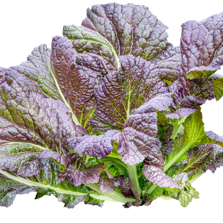 Mustard Plants I A Complete Directory