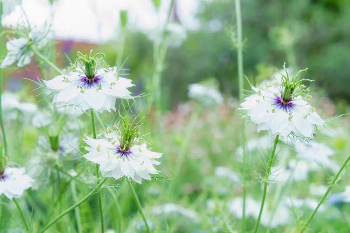 Guide to Passion Flowers: Cultivating Exotic Blooms