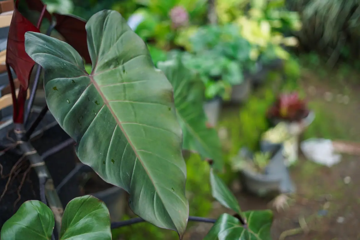 Philodendron Red Emerald Care: Expert Tips and Guide