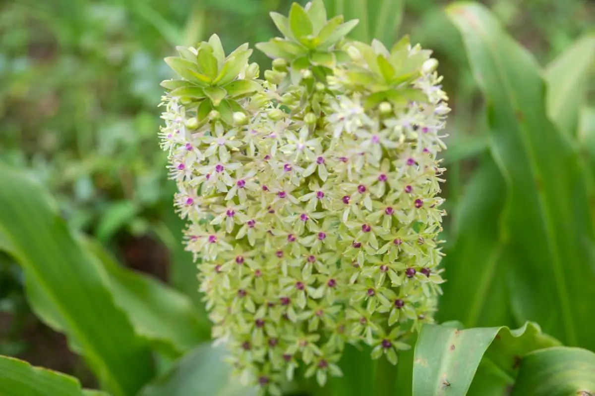 Flowers That Start with P: Beautiful Blooms for Your Garden