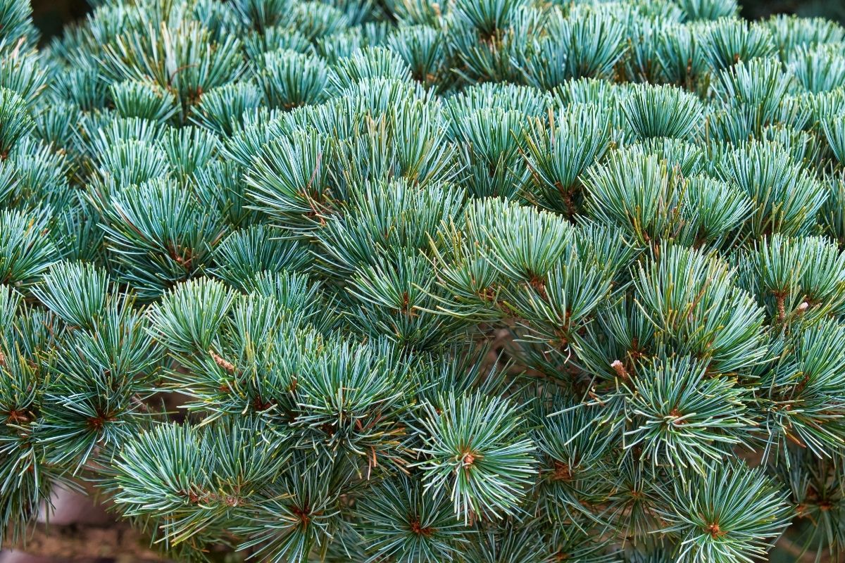 Pine Tree Flowers | Characteristics, Blooming Tips & Care Guide