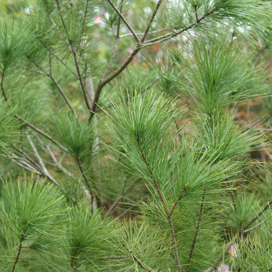 Pine Tree Flowers | Characteristics, Blooming Tips & Care Guide