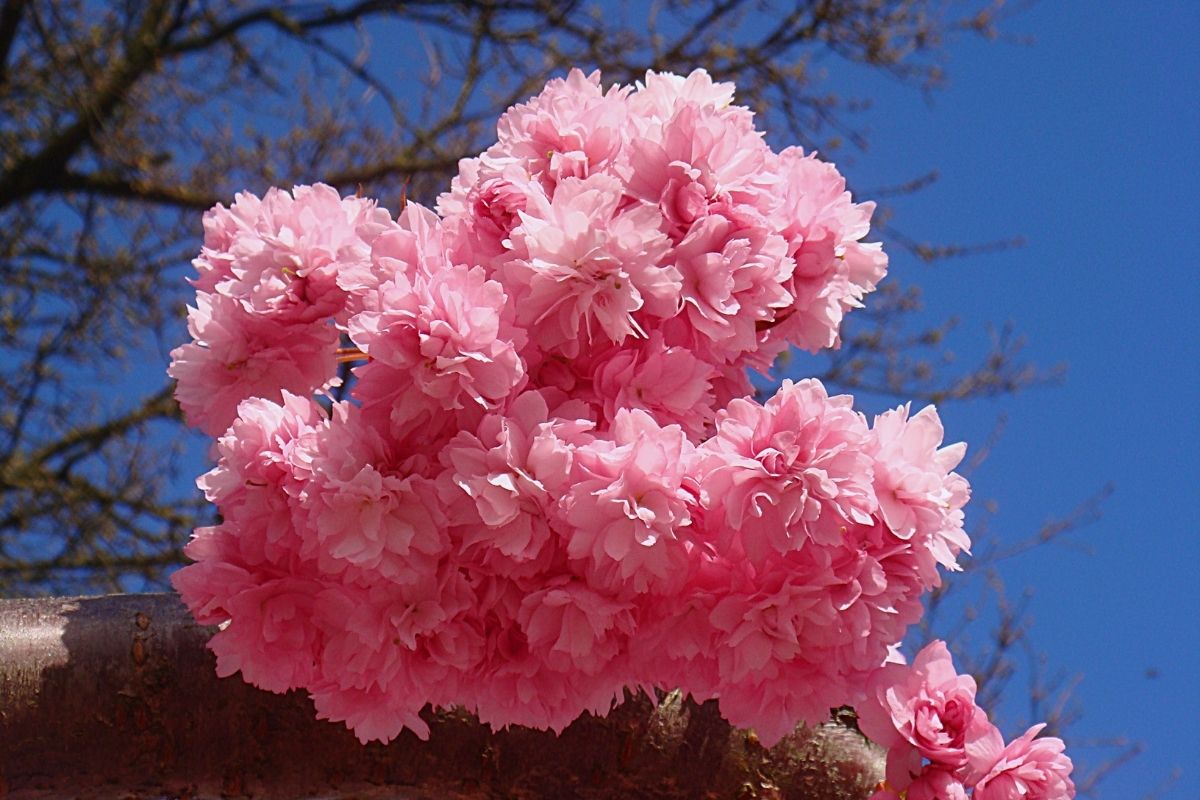 Cotton Candy Flowers: Varieties, Meanings And Care Tips