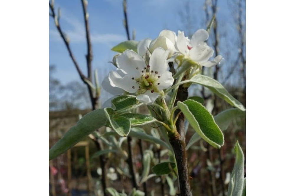 Pear Flowers: Tips For Growing And Care