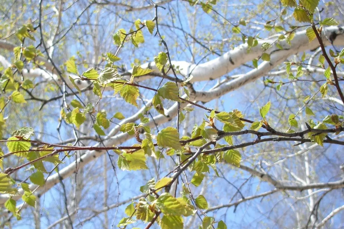 Types of Russian Trees | Enhance Your Knowledge