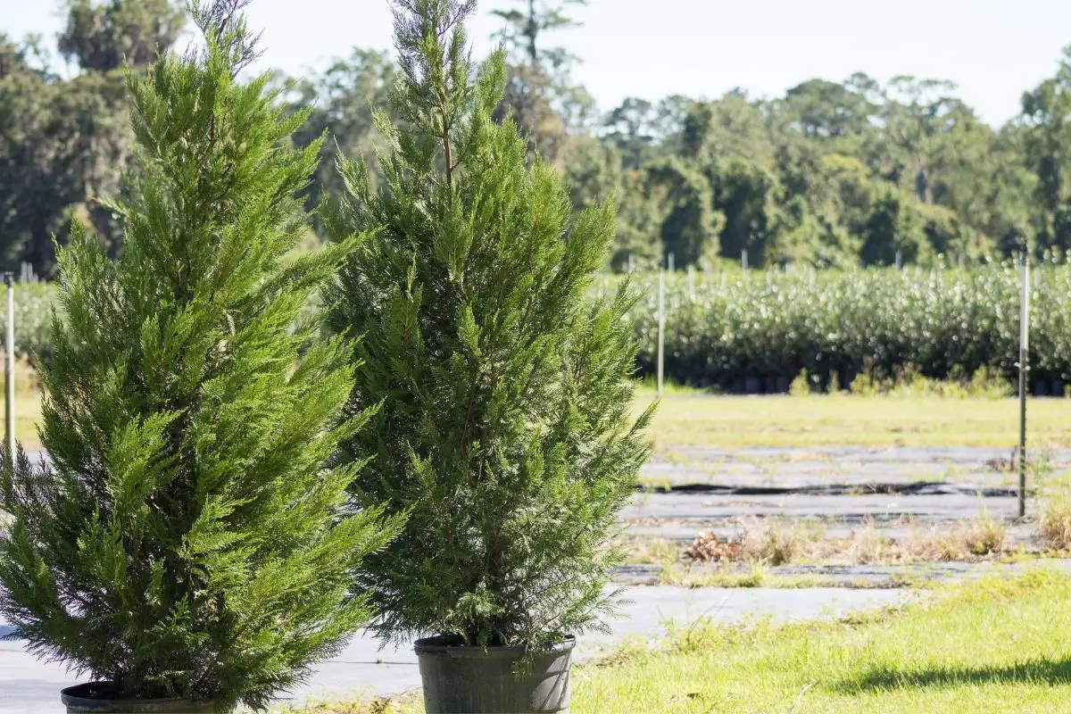 Types of Silver Trees | Varieties, Characteristics & Care