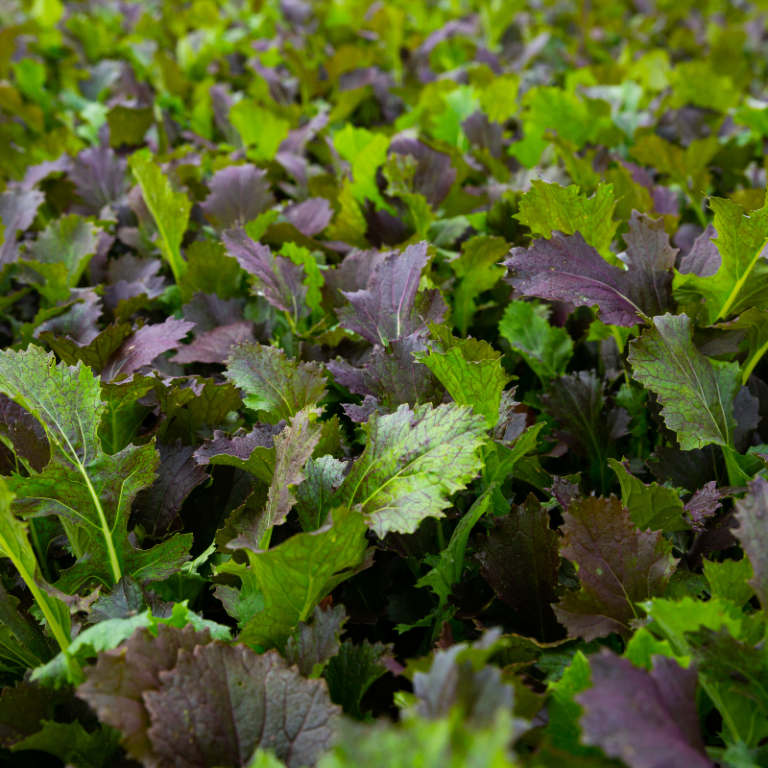 Mustard Plants I A Complete Directory