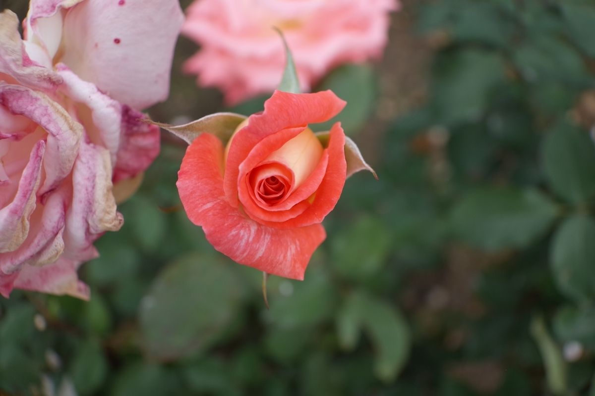 Rose flowers for Your Garden | Best Picks and Care Tips
