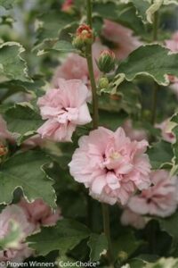 Types of Rose of Sharon Flowers | Varieties, Characteristics & Care