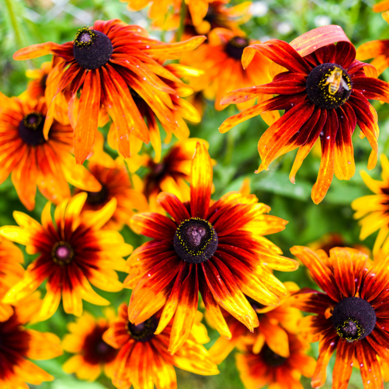 Top Brown Plants I Varieties and Uses