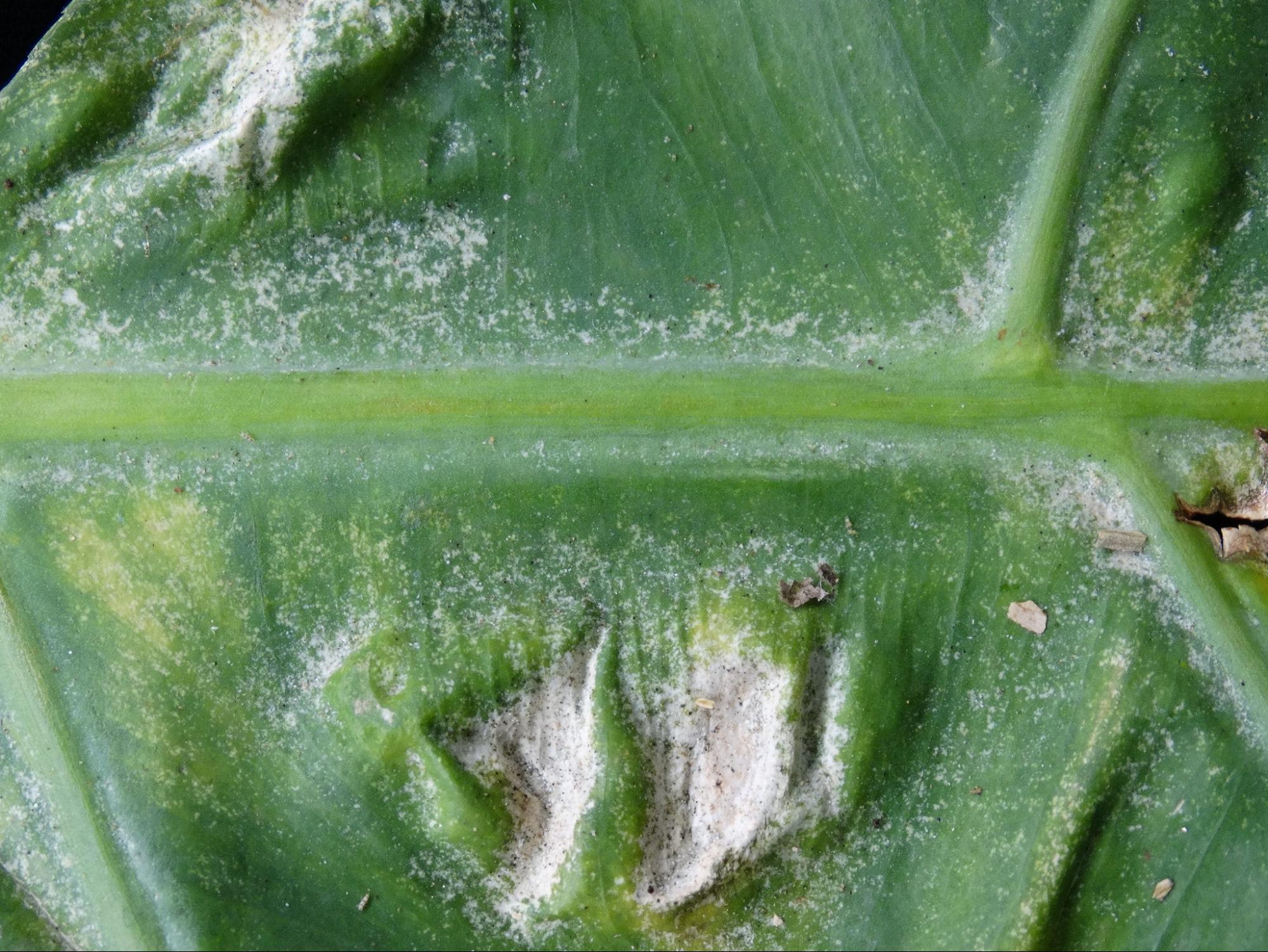 Russet Mites vs. Spider Mites: Key Differences