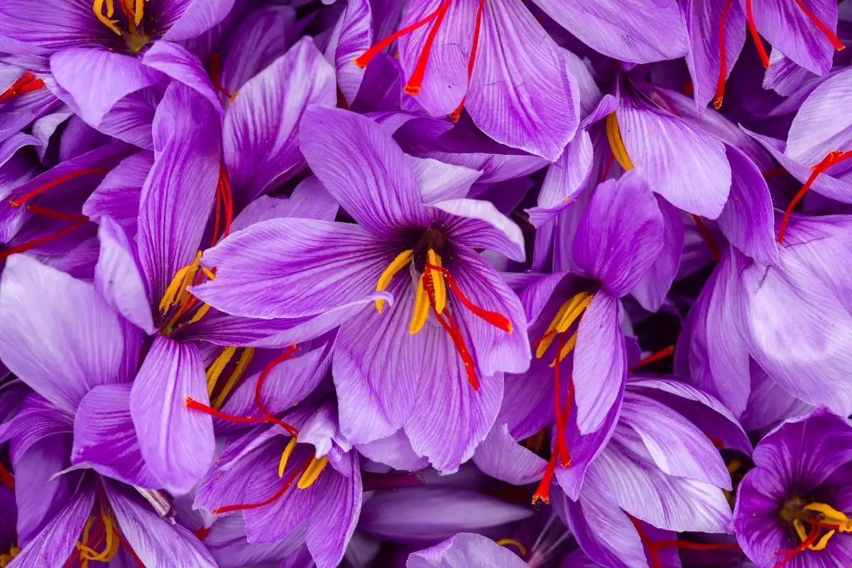 Flowers That Start With S - Explore Now