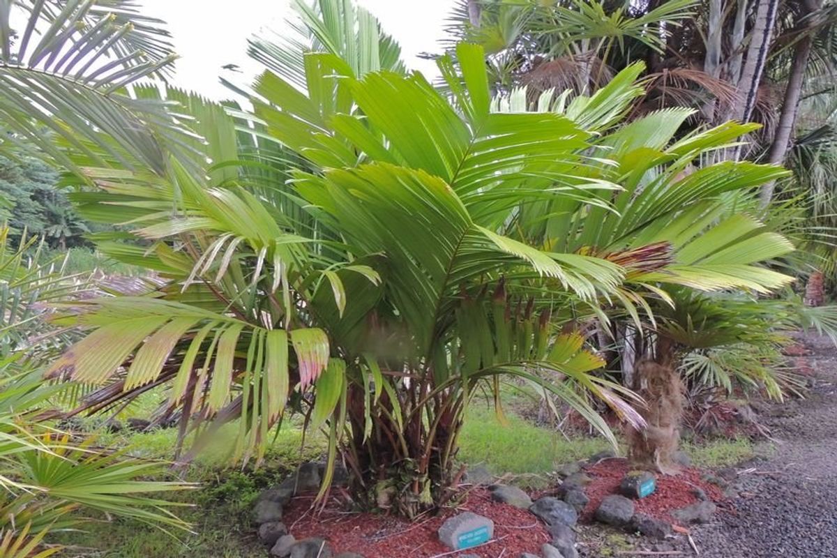 Types Of Mexican Trees: Exploring Native Varieties