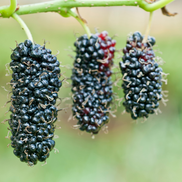 List of Mulberry Trees I Types and Characteristics