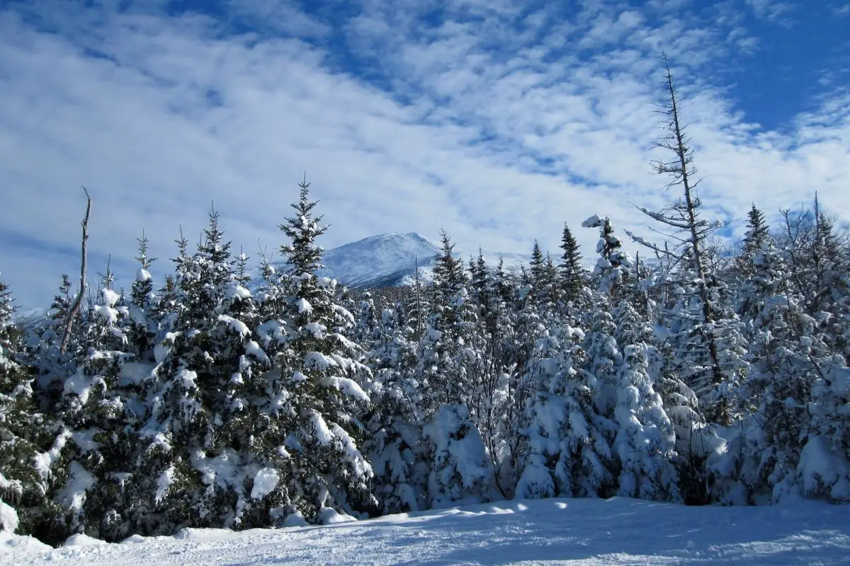 Types of Snow Trees | Varieties, Characteristics & Care