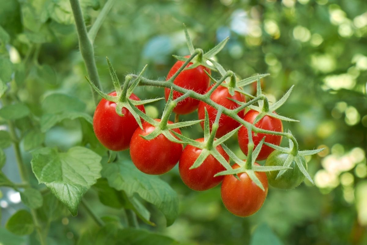 Tomato Flowers: Identifying and Understanding Tomato Blossoms