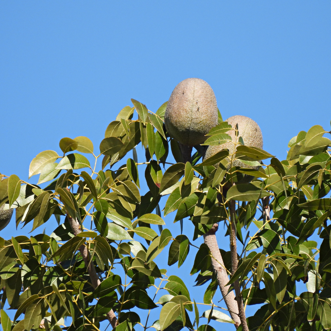 Mahogany Trees | Varieties, Characteristics & Uses