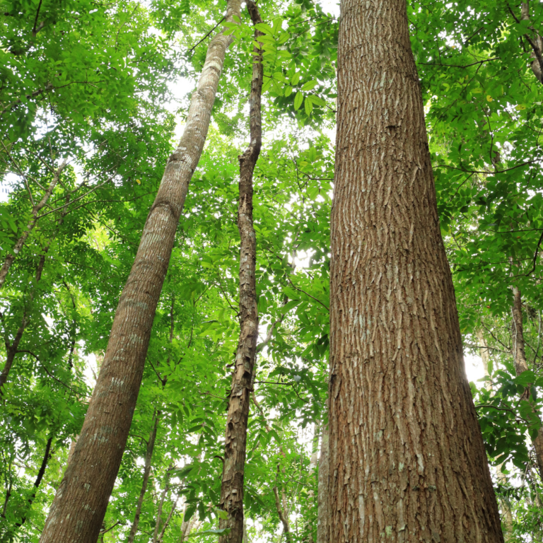 Mahogany Trees | Varieties, Characteristics & Uses