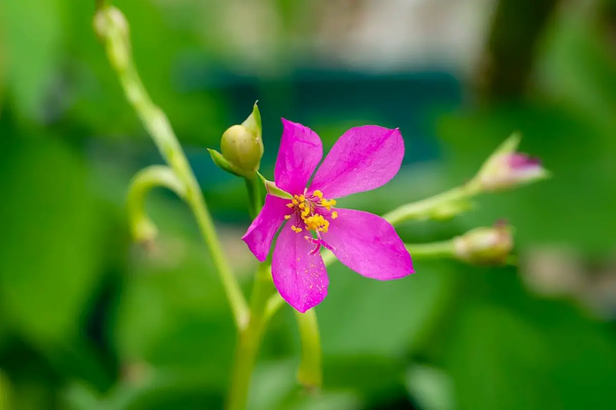 Flowers That Start With T: Varieties, Meanings And Care Tips