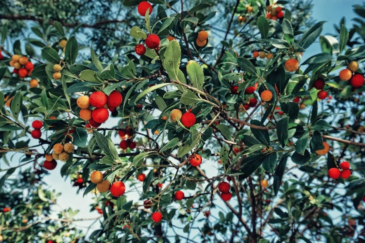 Guide To Strawberry Trees: Growing Tips For A Bountiful Harvest