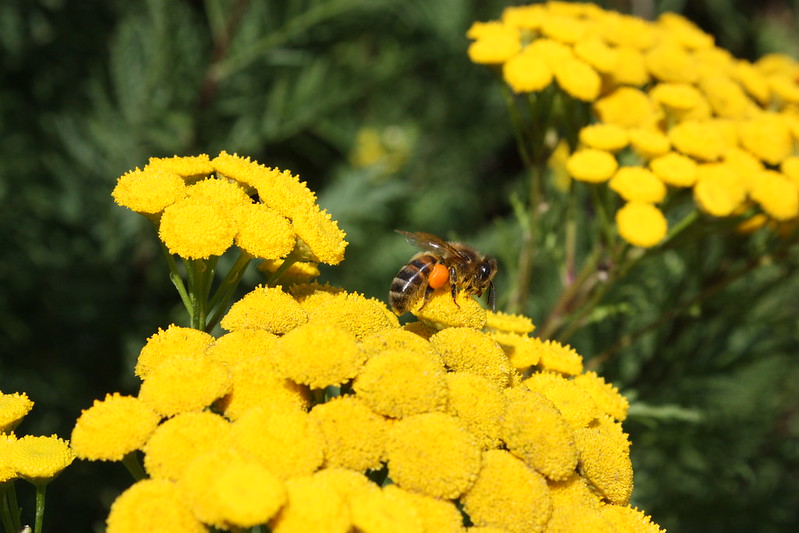 Gold Flowers: Discover the Beauty of Nature's Golden Blooms