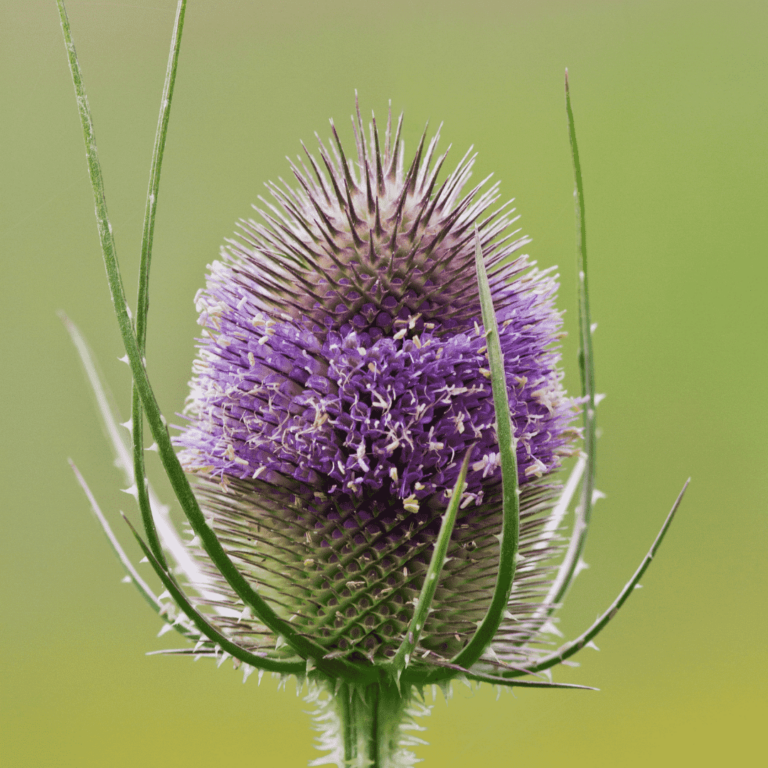 Irish Plants | Native Varieties, Characteristics & Care