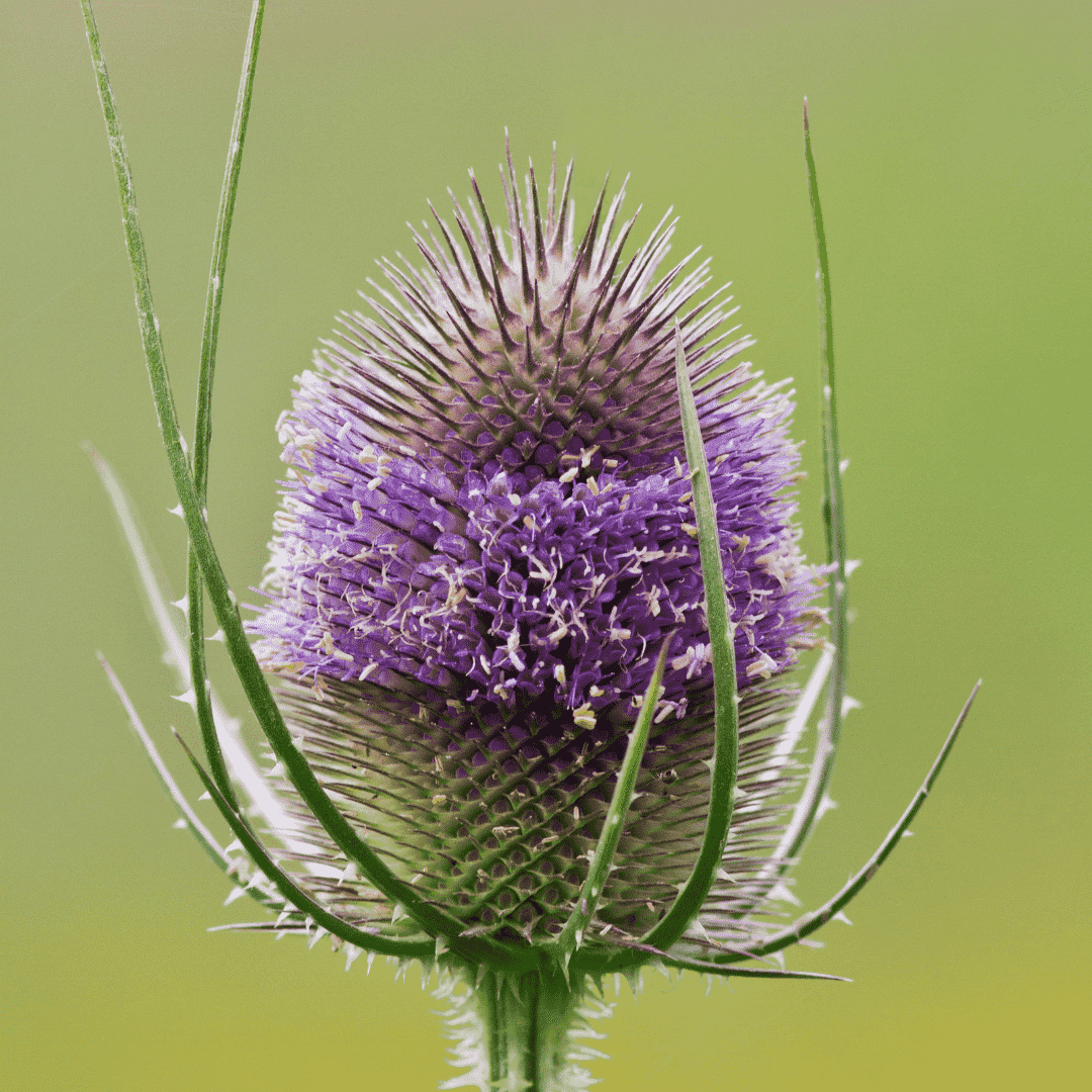 Irish Plants | Native Varieties, Characteristics & Care