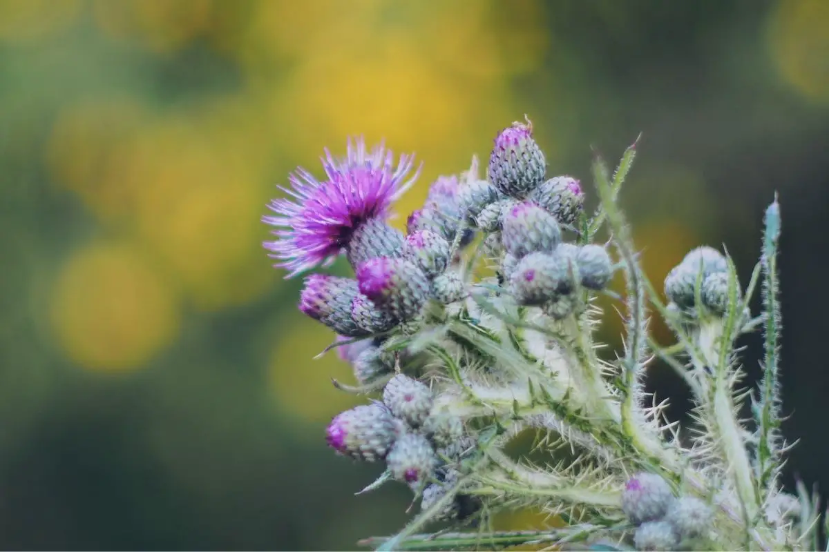 Thistle Flowers: Rustic Elegance for Your Garden