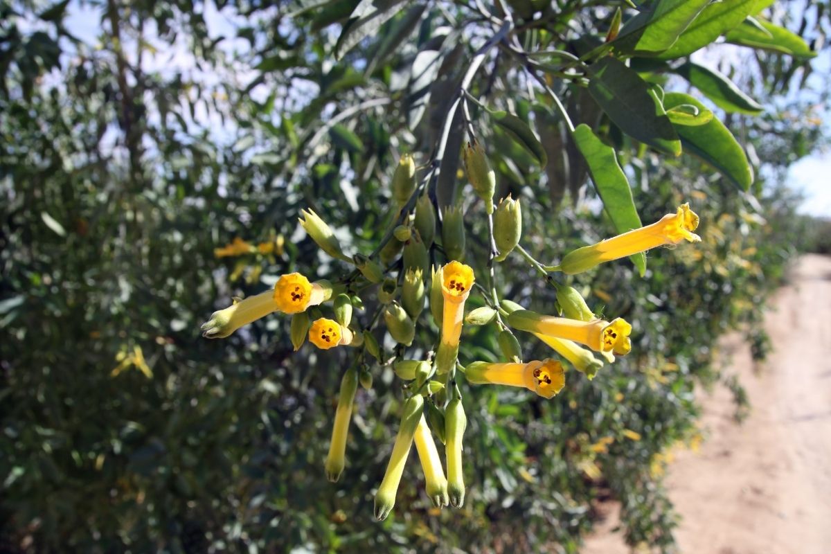 Types Of Mexican Trees: Exploring Native Varieties