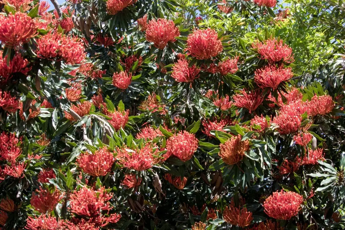 Types of Australian Trees: Diversity and Characteristics