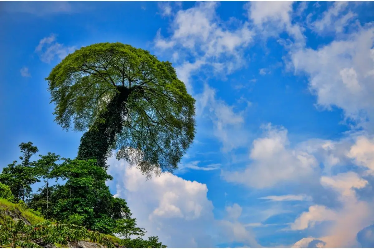 Trees That Start with U | Explore Varieties & Characteristics