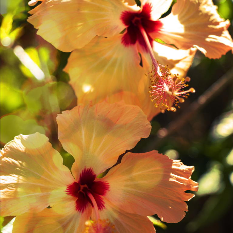 Top Brown Plants I Varieties and Uses