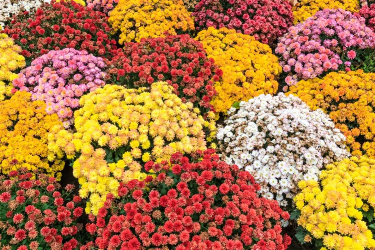 Types of Chrysanthemums: Exploring Colorful Varieties