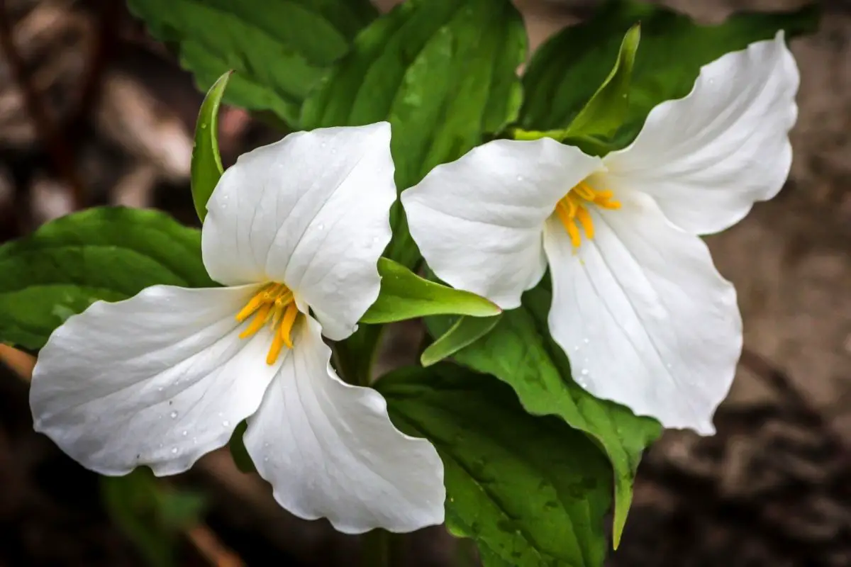 Guide To Trillium Flowers