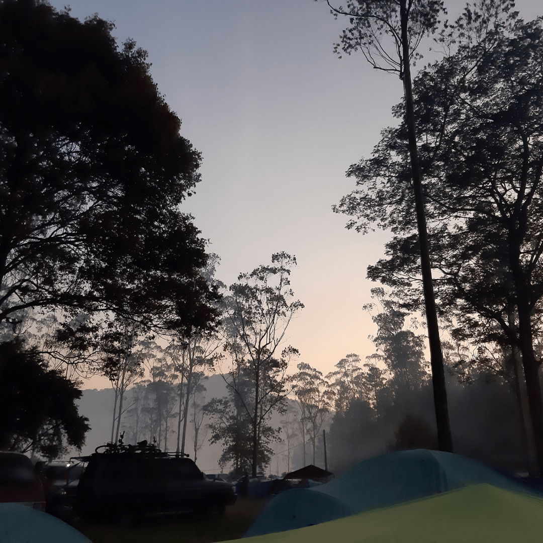 Trees That Start with U | Explore Varieties & Characteristics