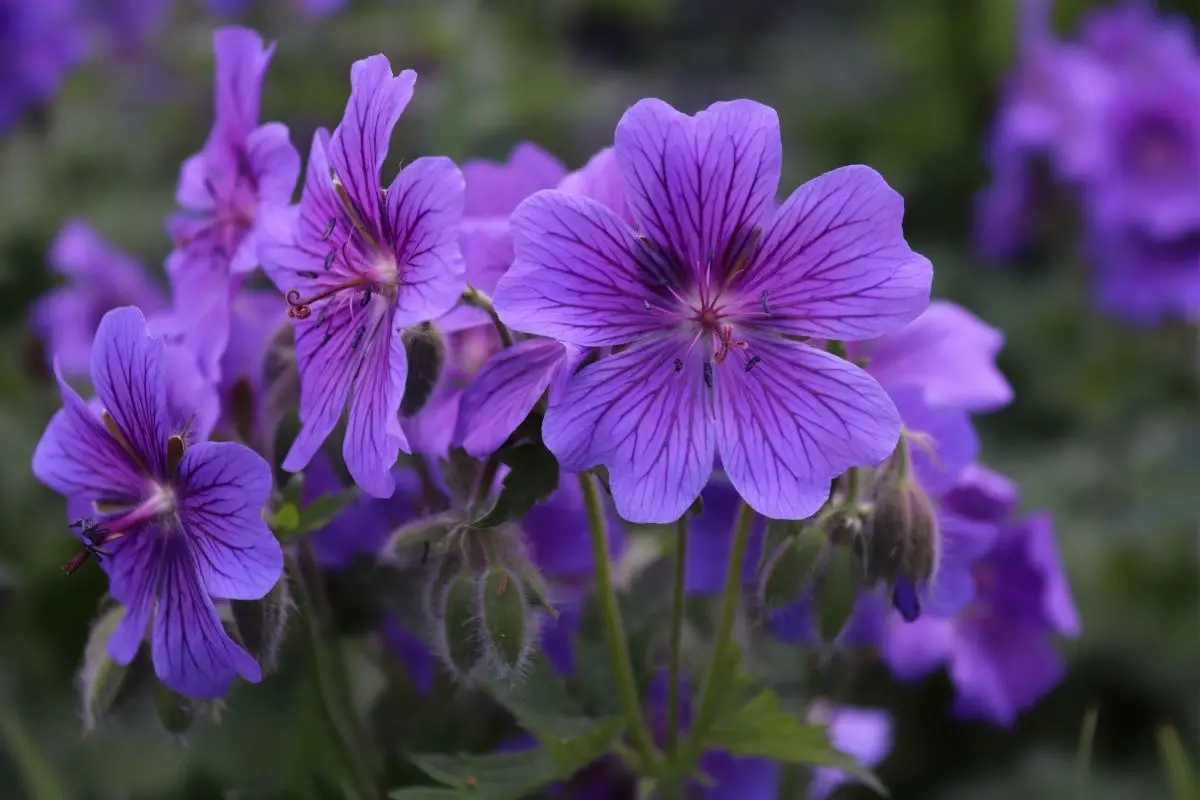 27 Stunning Violet Flowers (Including Pictures) - AI Garden Composer