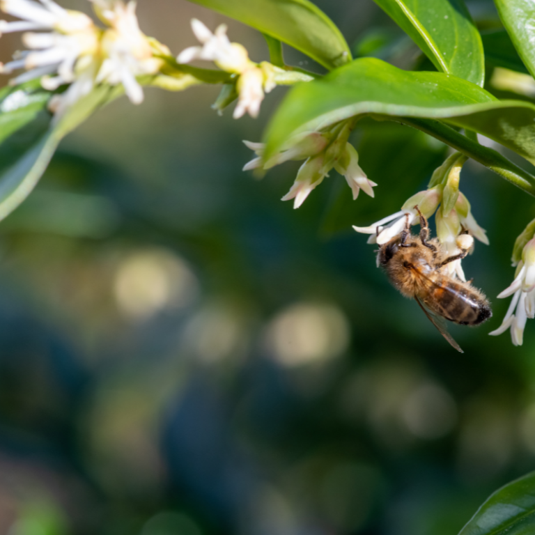 White Plants: Pure Elegance for Your Garden