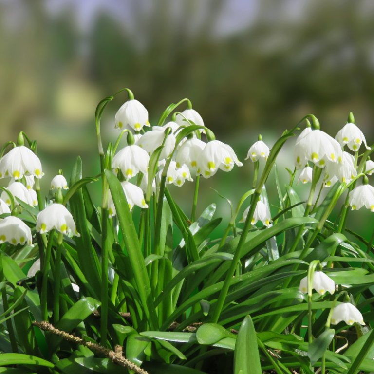 White Plants: Pure Elegance for Your Garden
