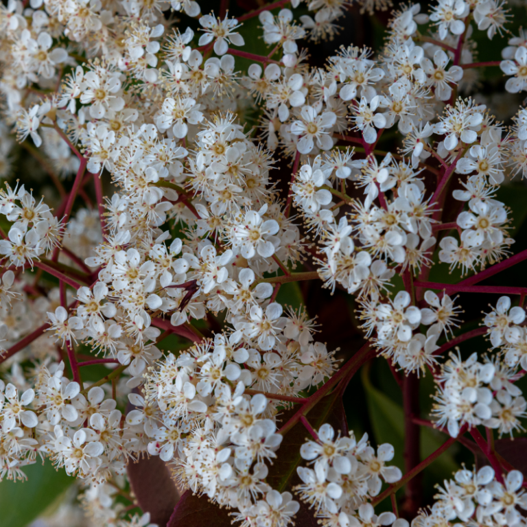 White Plants: Pure Elegance for Your Garden