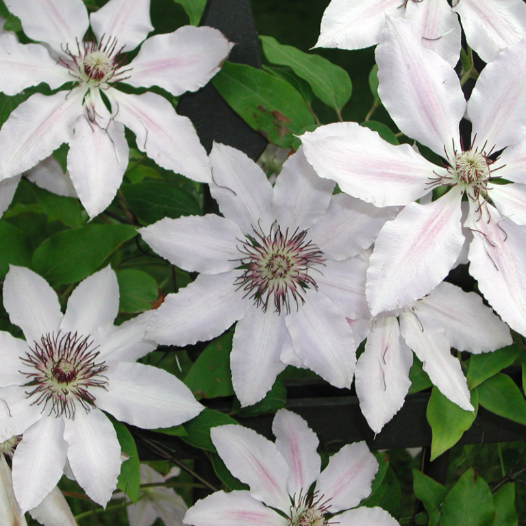 White Plants: Pure Elegance for Your Garden