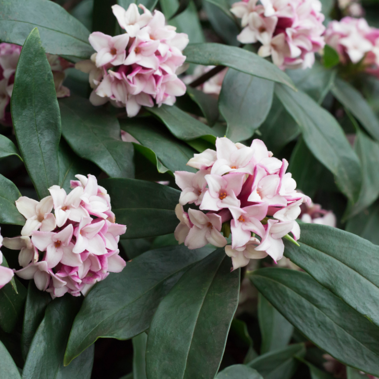 White Plants: Pure Elegance for Your Garden