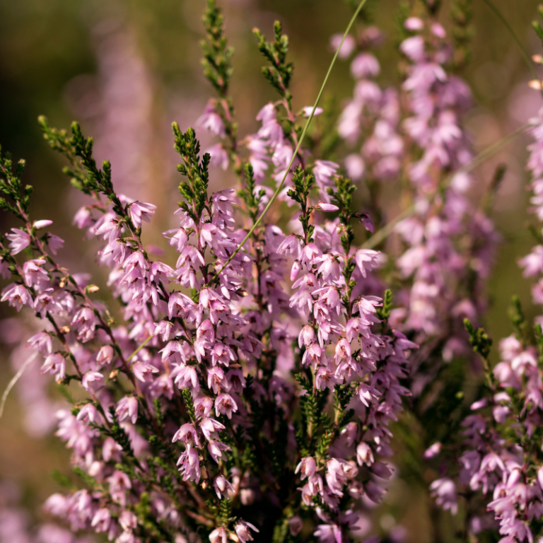White Plants: Pure Elegance for Your Garden